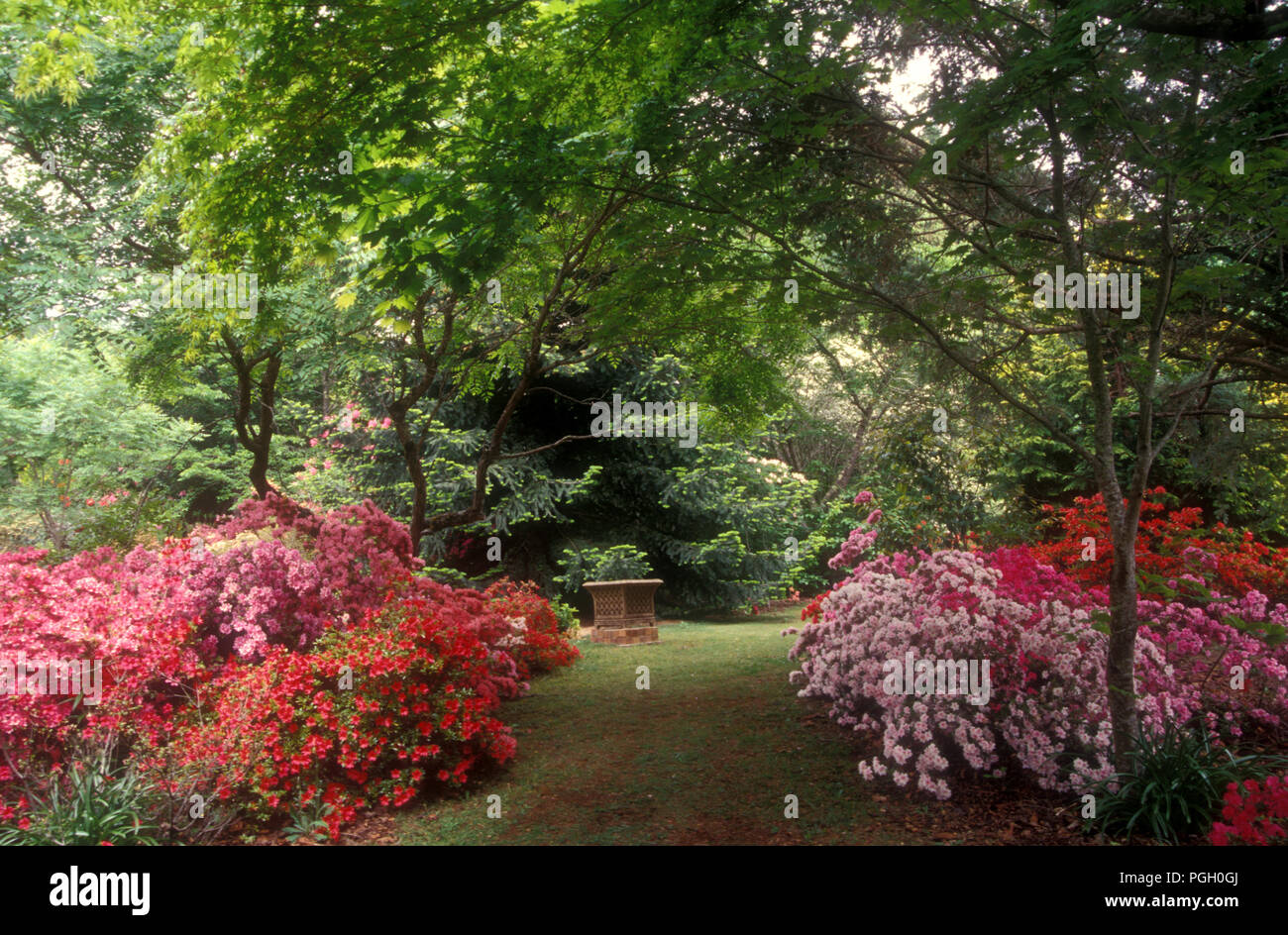 Assorted Azalea Flower Beds Assorted 3 Gallon Azalea 18 21"