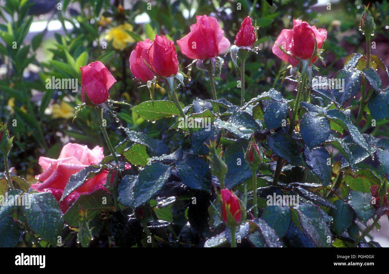 Rain wet roses hi-res stock photography and images - Alamy