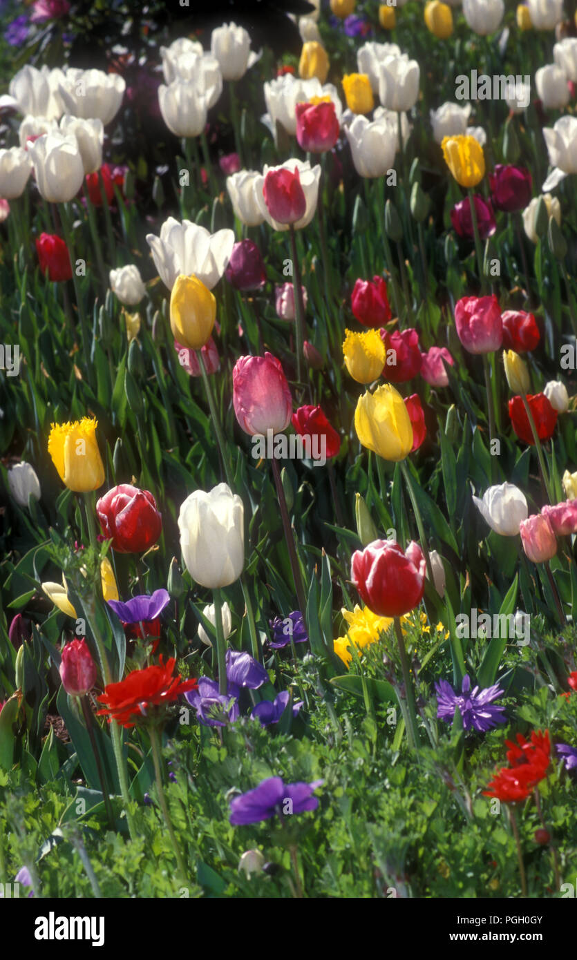 Anemones bulbs hi-res stock photography and images - Alamy