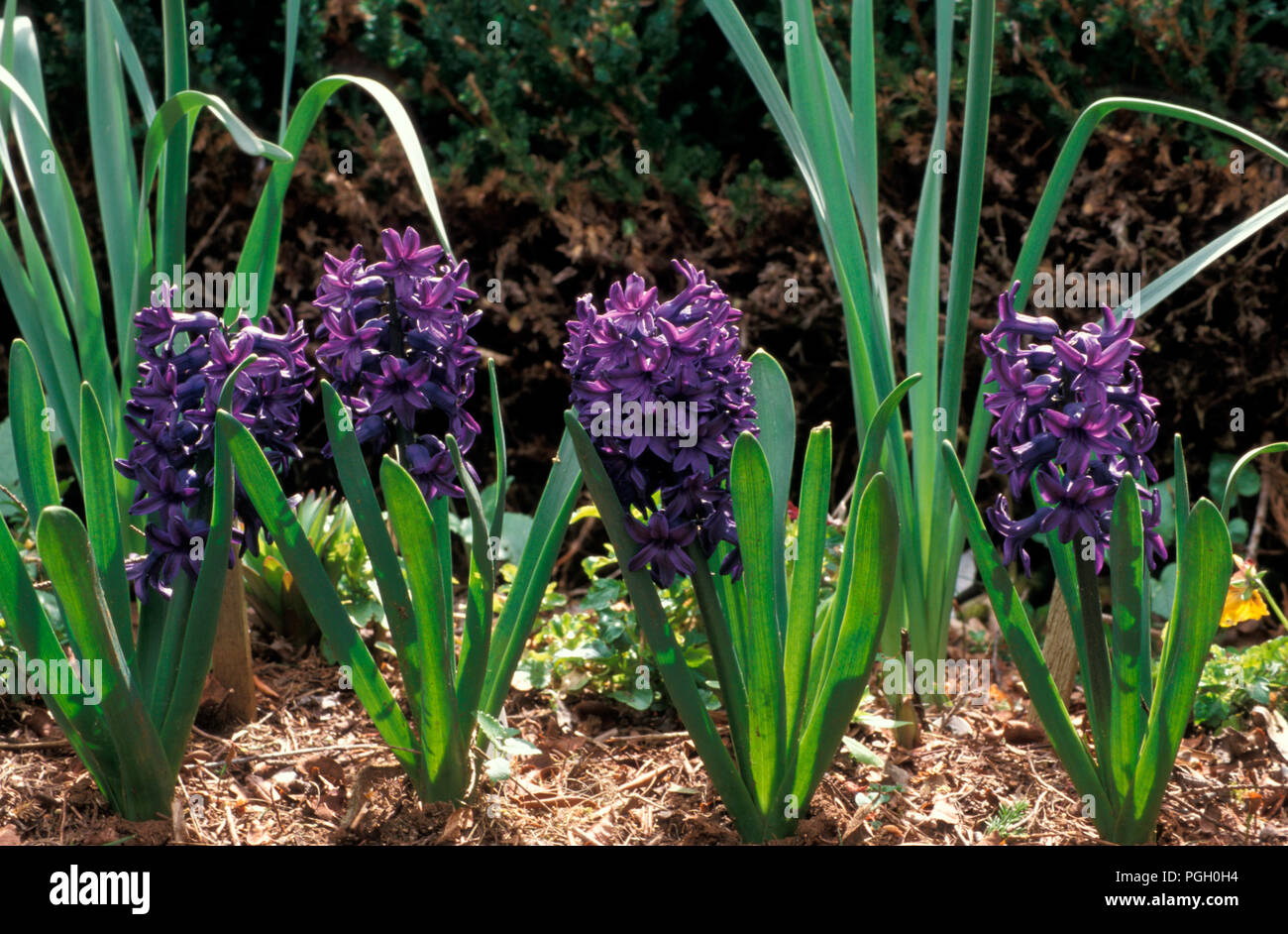 Purple hyacinths hi-res stock photography and images - Alamy