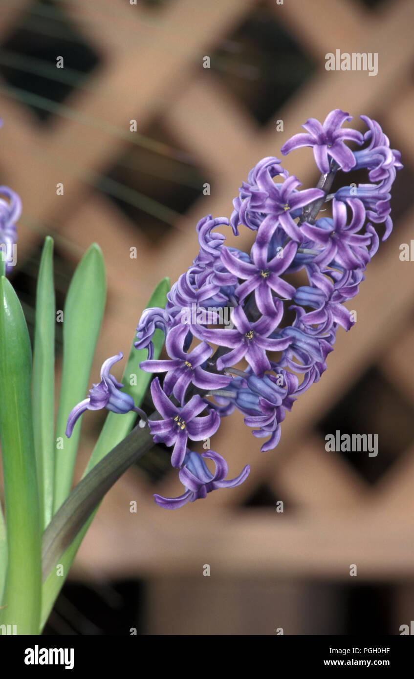 Australian spring flowers hi-res stock photography and images - Alamy