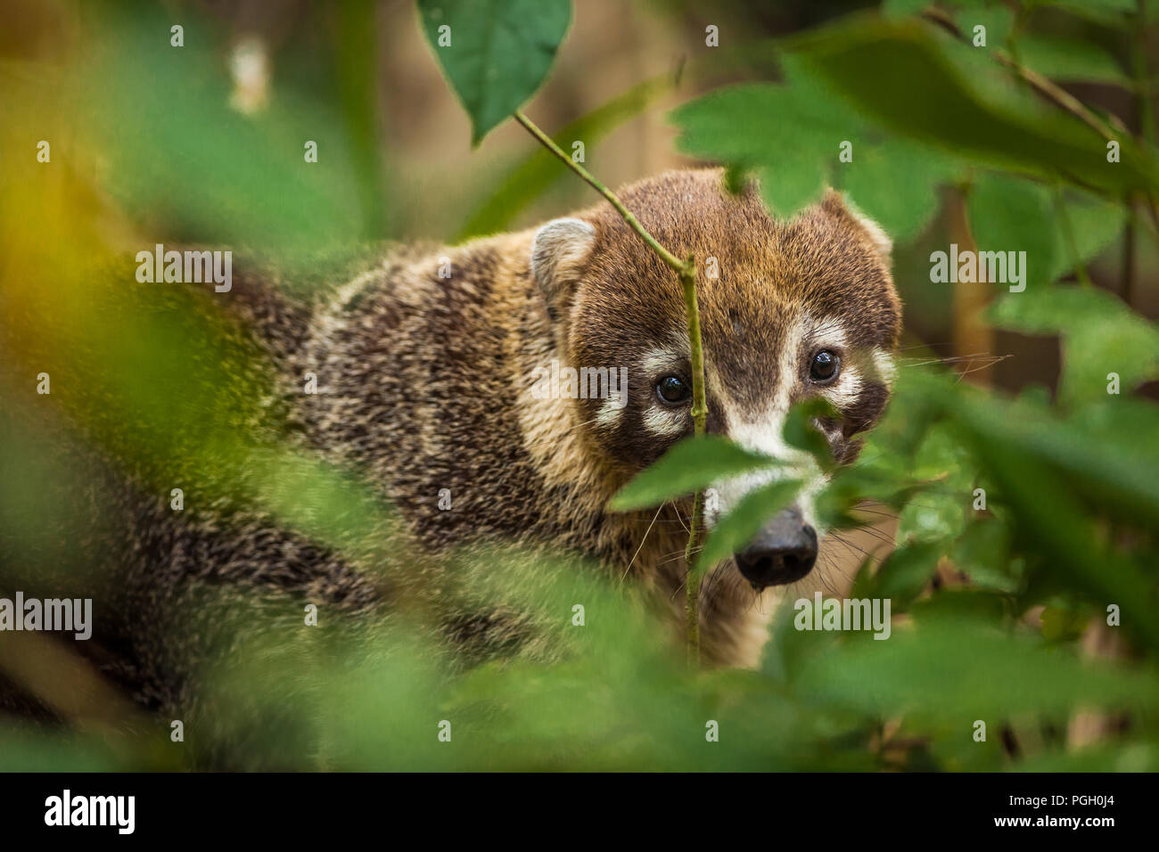 White-nosed Coati, Nasua narica, in the rainforest of Soberania ...