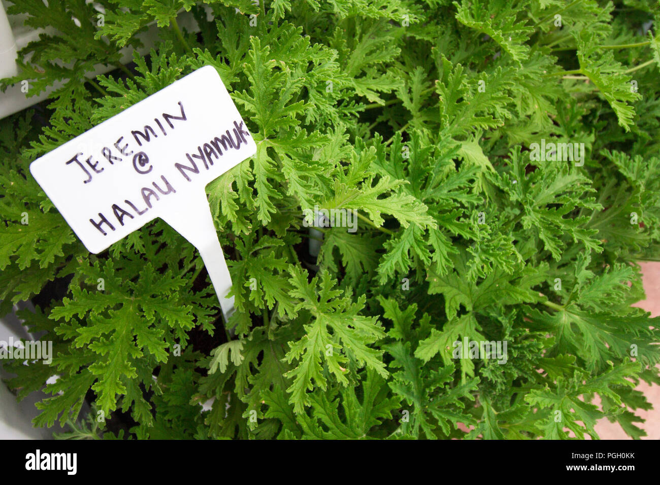 Putrajaya malaysia august 26 hi-res stock photography and images - Alamy