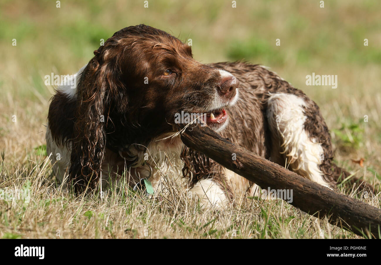 Large Water Spaniel High Resolution Stock Photography and Images - Alamy
