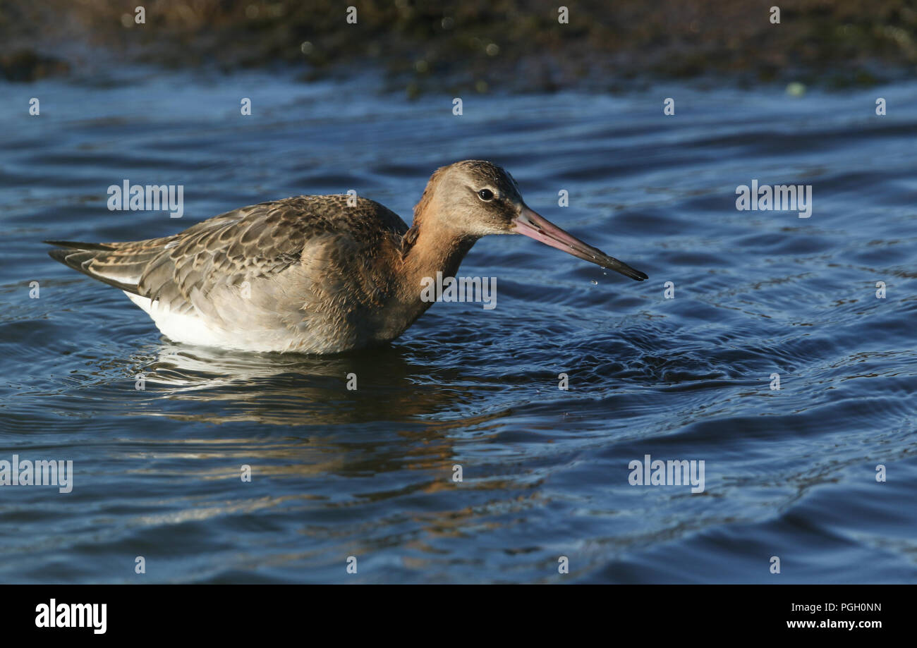 A beautiful Black-tailed Godwit (Limosa limosa) feeding along the edge ...