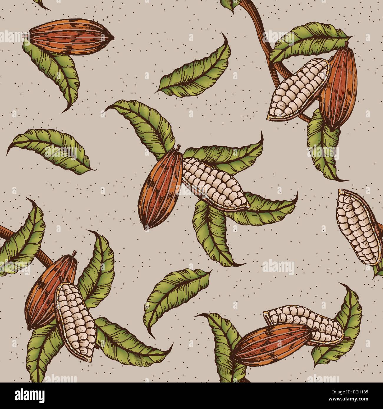 Classic cacao plant background in engraving style Stock Vector Image ...