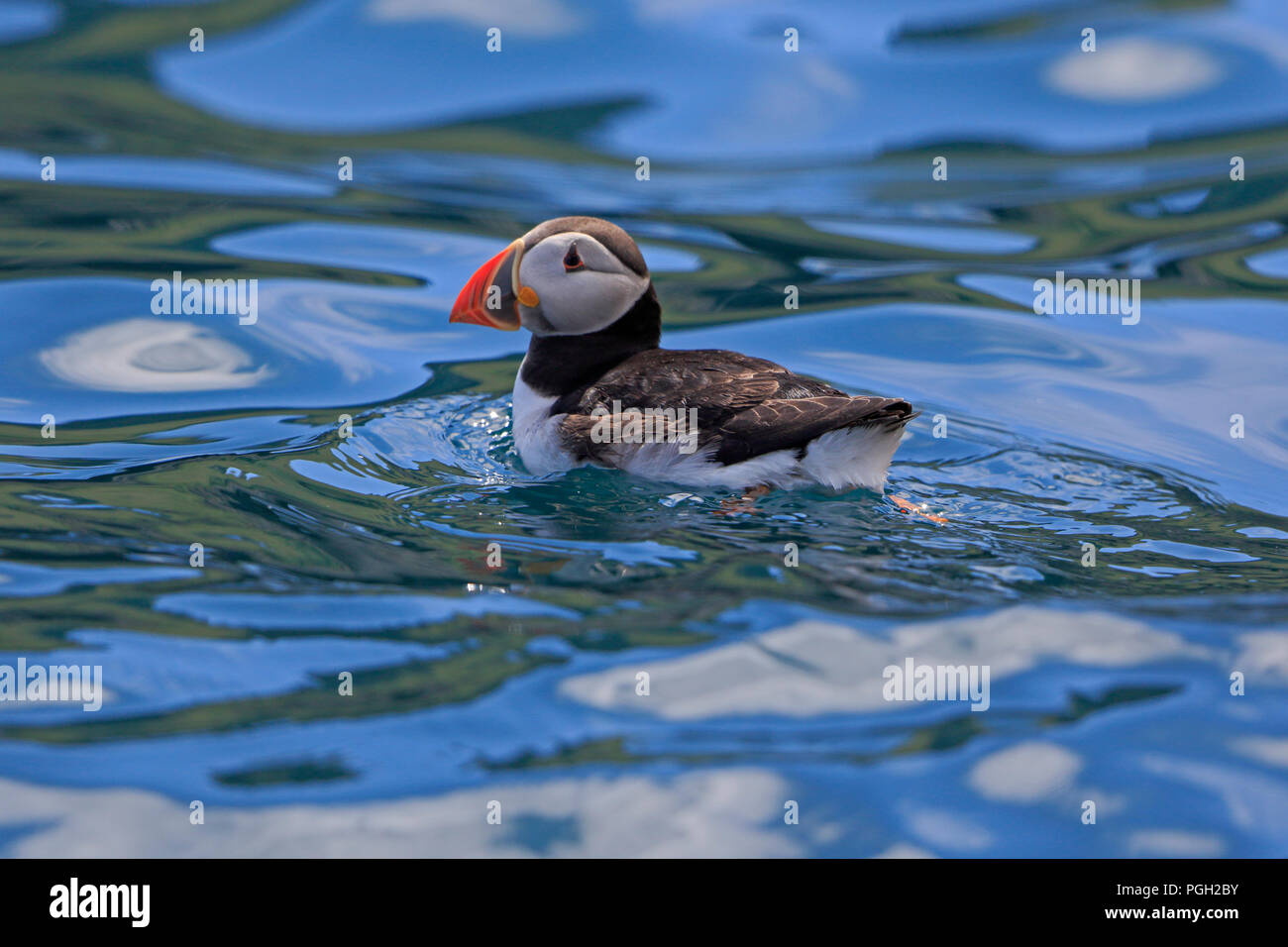 Puffin swimming hi-res stock photography and images - Alamy