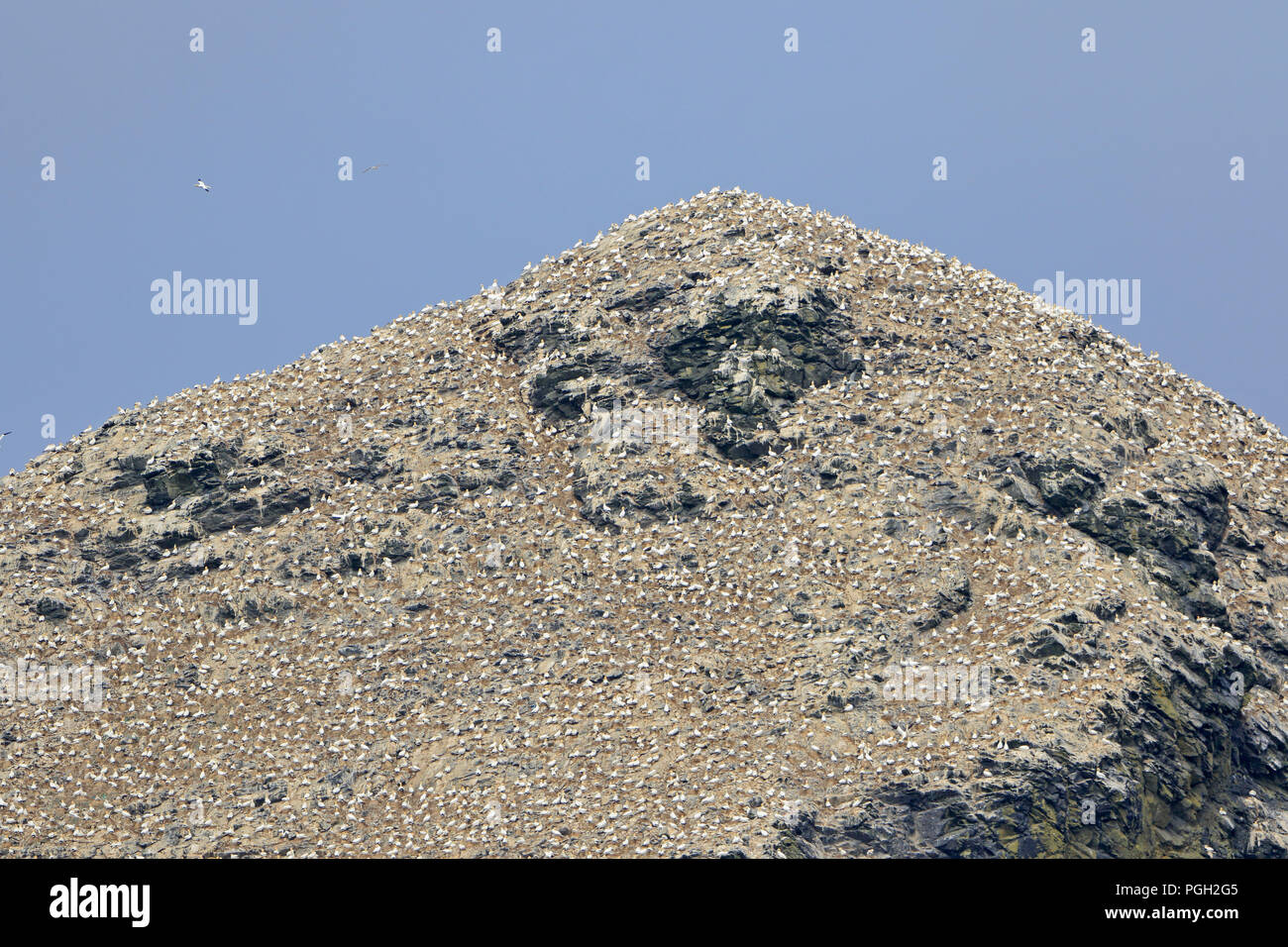A mass of Gannets on the top of Stac Lee St Kilda Outer Hebrides Stock ...