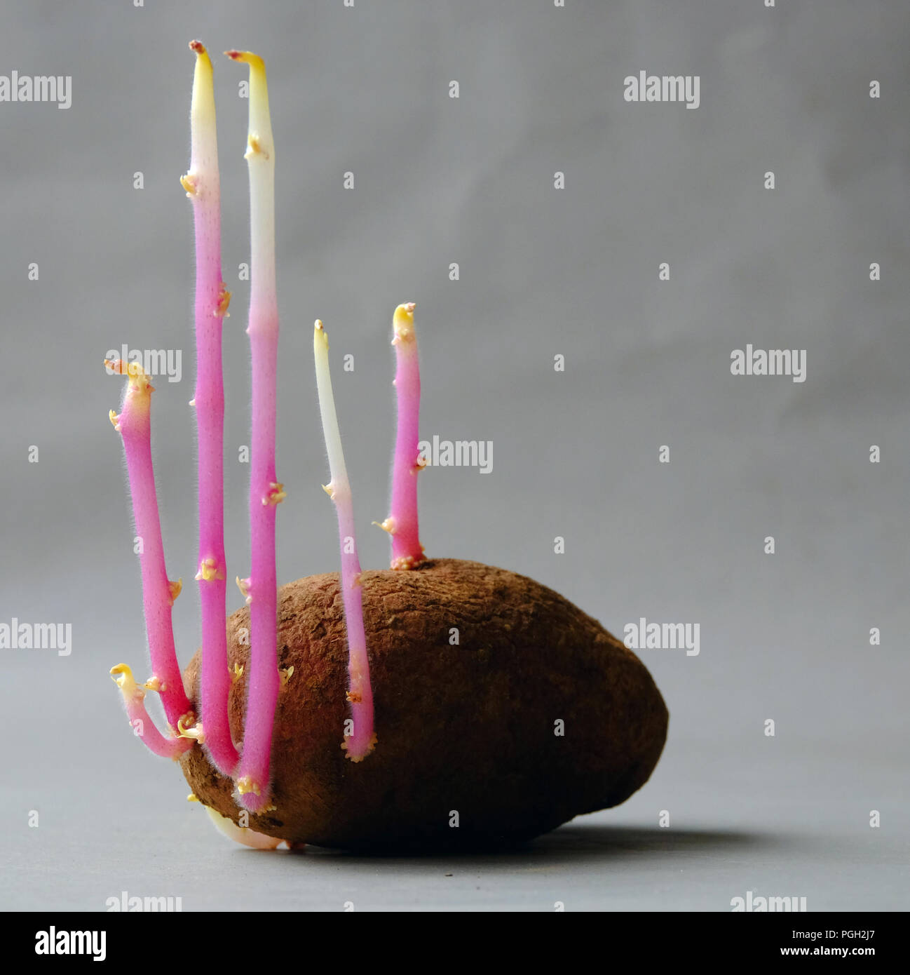 Potato with pink & white sprouts Stock Photo - Alamy