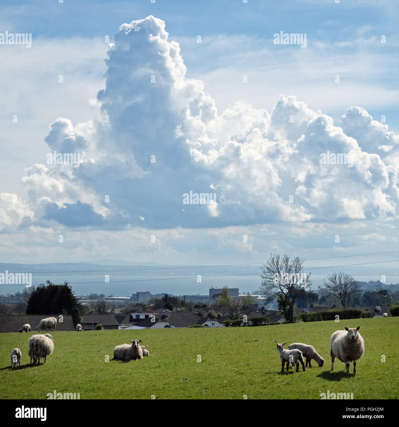 Tall sheep hi-res stock photography and images - Alamy
