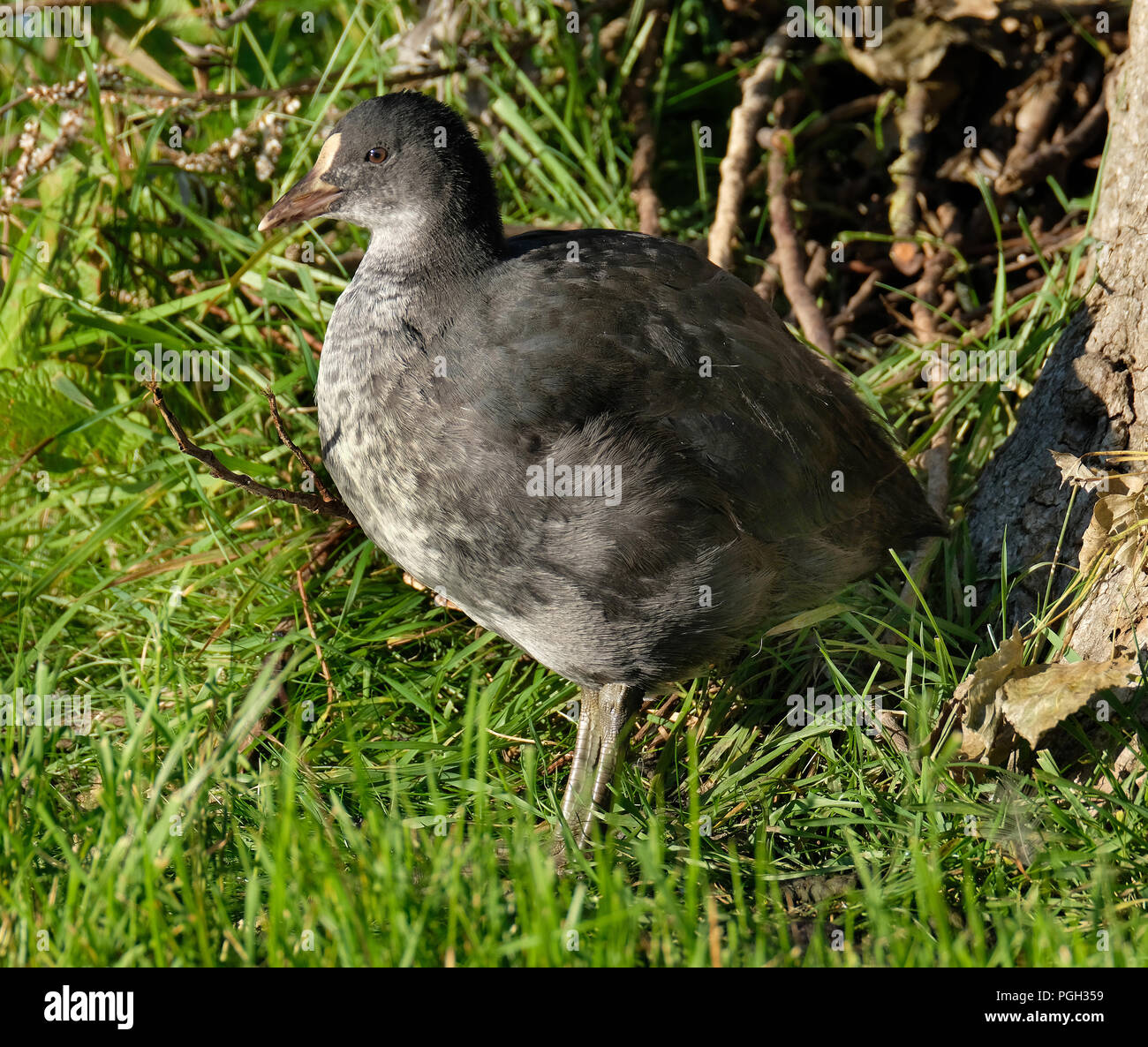 Young Moorhen chick on fresh water pond bank Stock Photo - Alamy