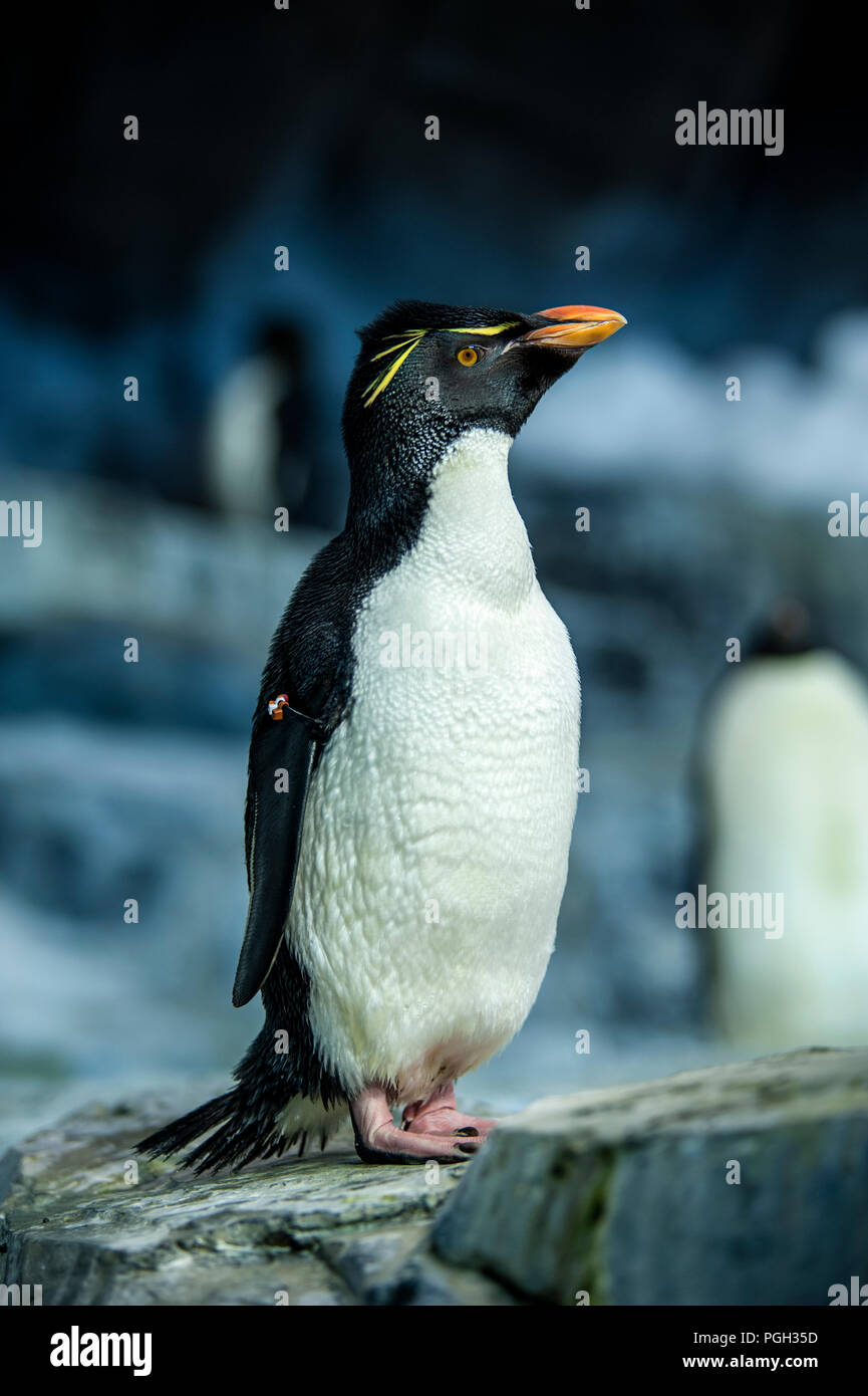 Pingu hi-res stock photography and images - Alamy