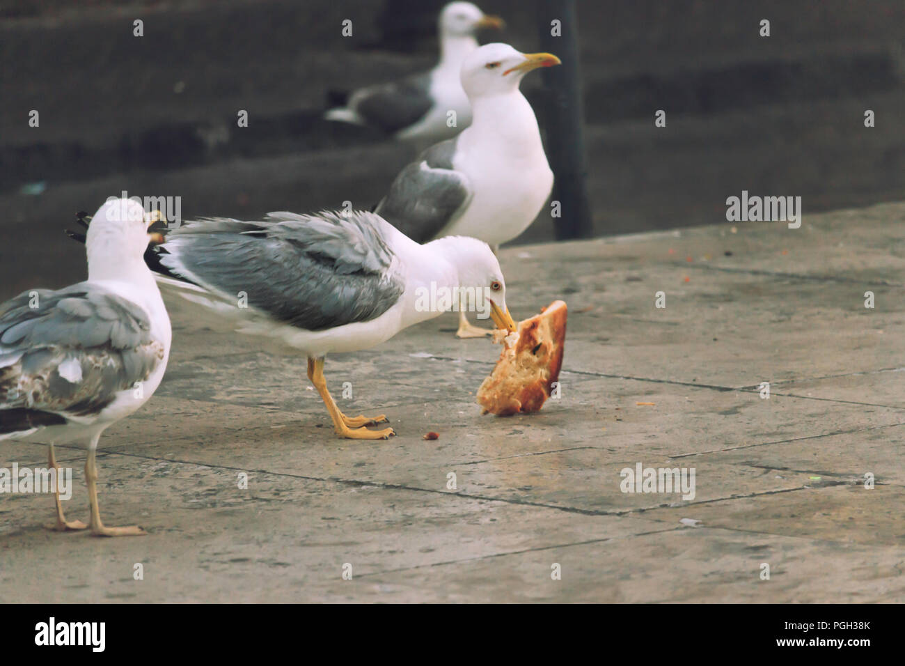 Seagull eating pizza hi-res stock photography and images - Alamy