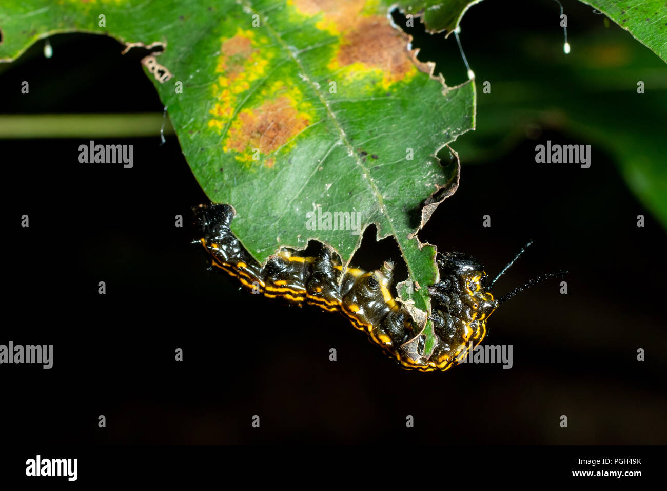Orange-striped oakworm - Anisota senatoria Stock Photo - Alamy