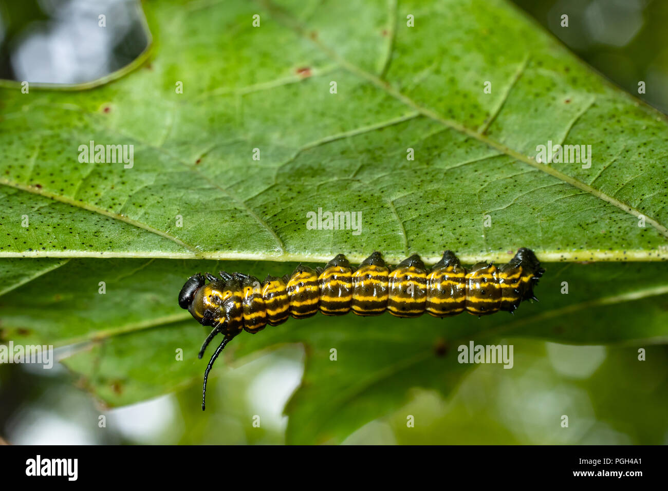 Orange-striped oakworm - Anisota senatoria Stock Photo - Alamy
