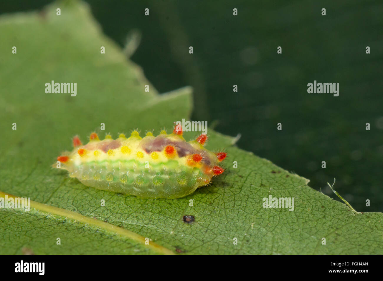 Purple crested slug caterpillar - Adoneta spinuloides Stock Photo - Alamy