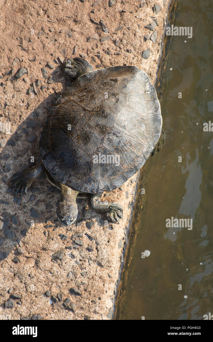 William's South American side-necked turtle (Phrynops williamsi) at ...