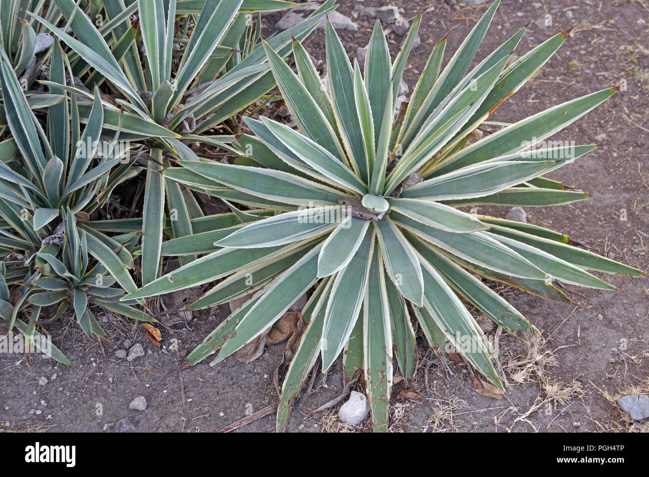 Mexican plants hi-res stock photography and images - Alamy