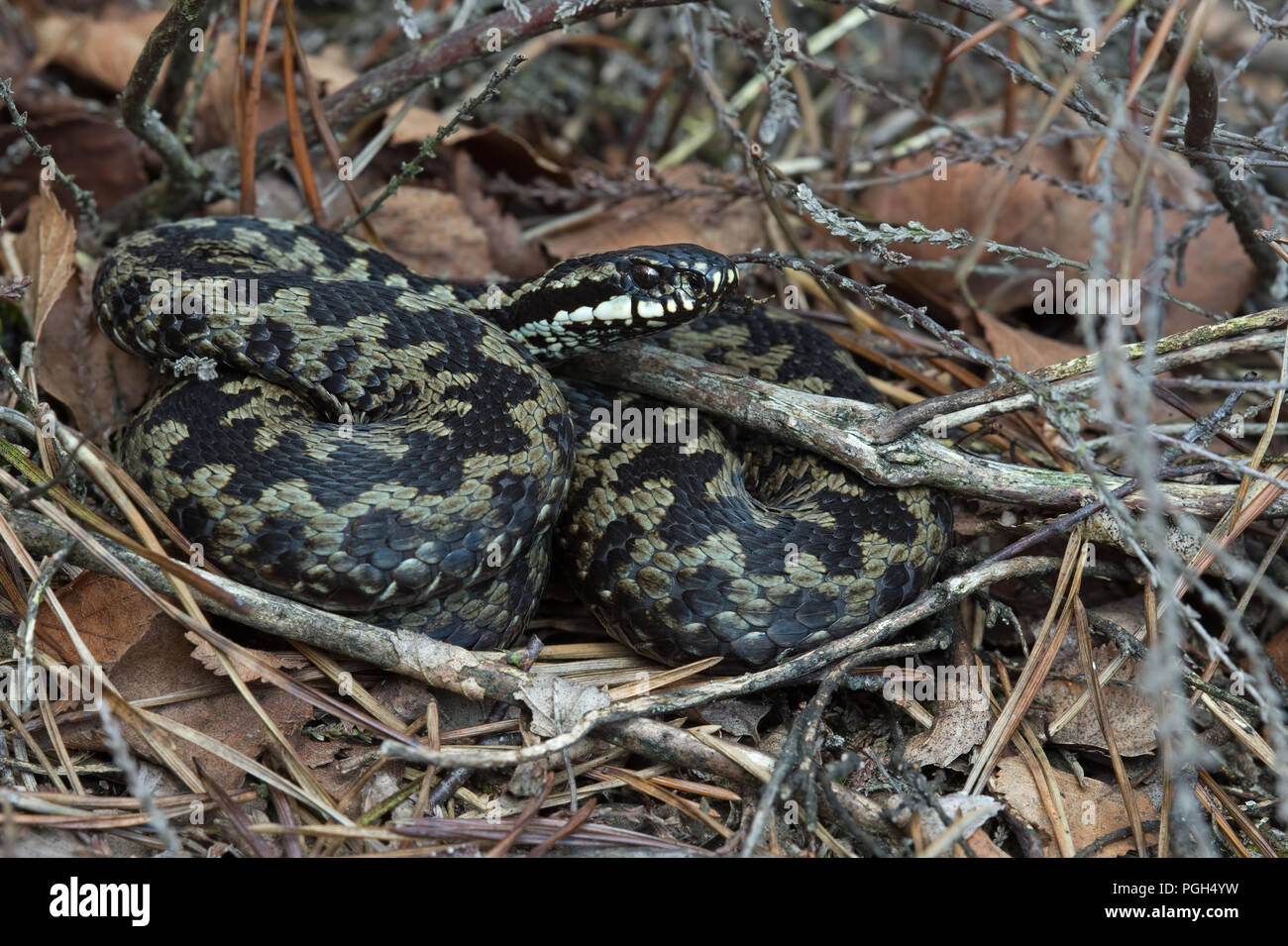 Common European Viper (Vipera berus Stock Photo - Alamy