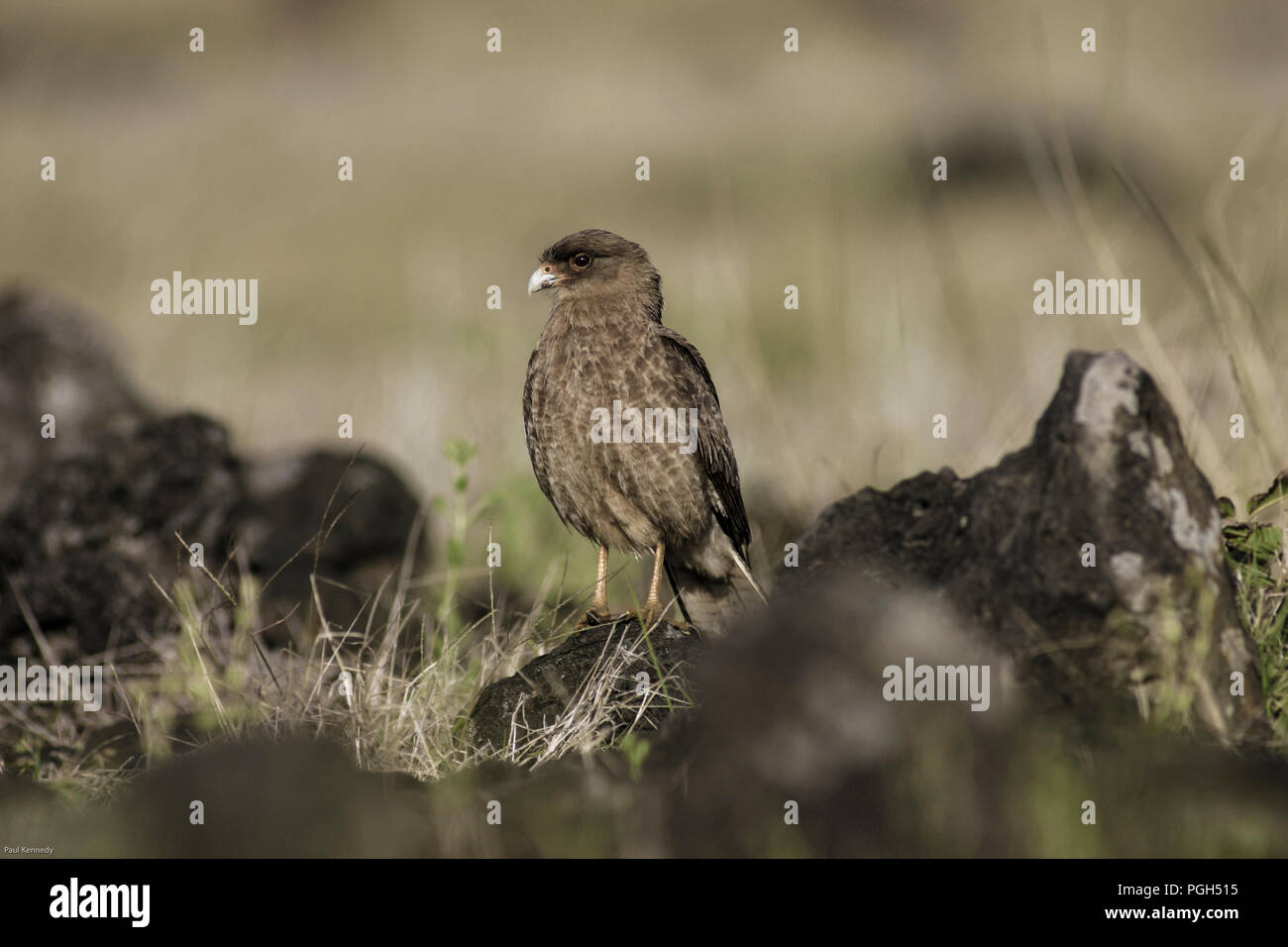 Easter island birds hi-res stock photography and images - Alamy