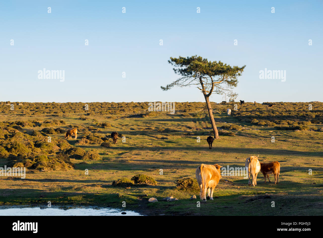 Cow eating in the sunset hi-res stock photography and images - Alamy