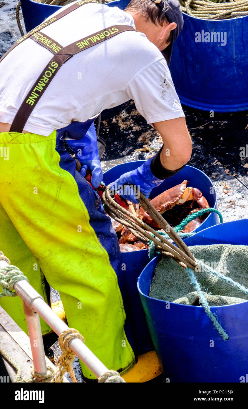 A crab fisherman brings in themornings catch, coverack Harbour on the ...