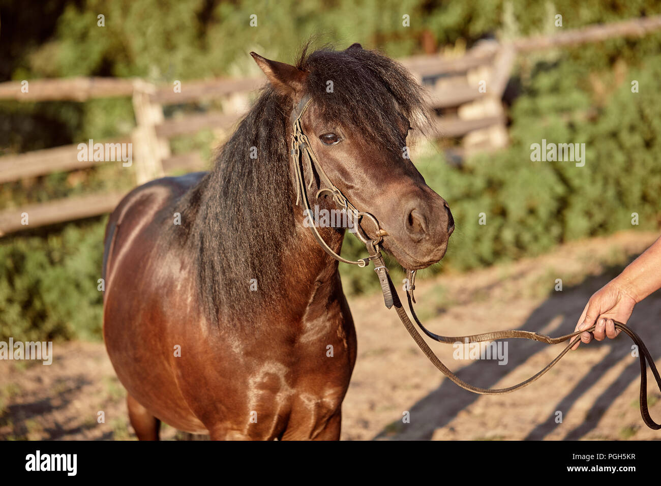 Beautiful brown pony, close-up of muzzle, cute look, mane, background ...