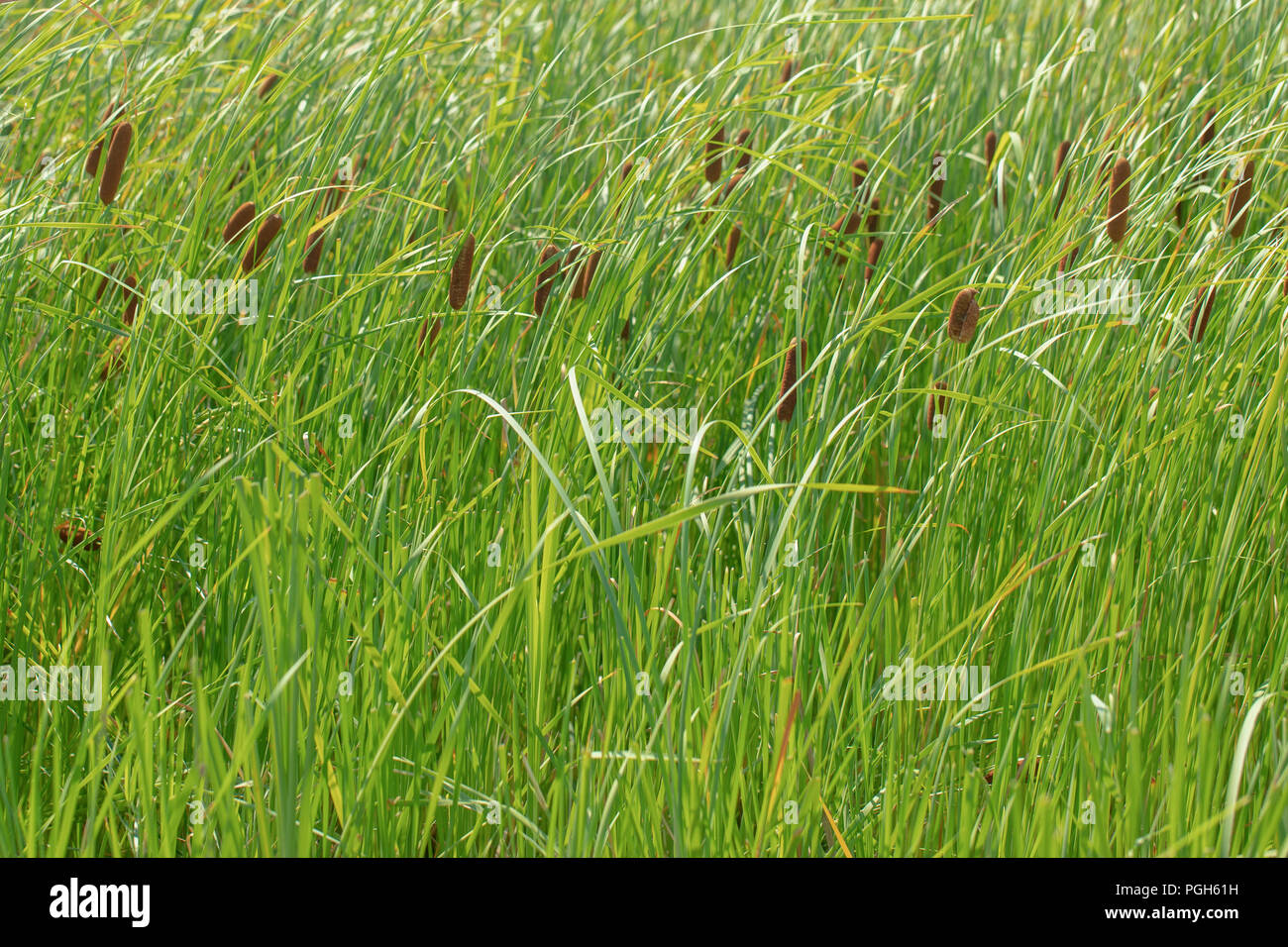 Reed mace background Stock Photo - Alamy