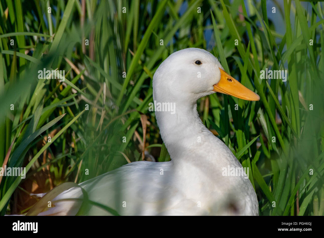 White Pekin Duck (anas platyrhynchos domesticus also known as Aylesbury ...
