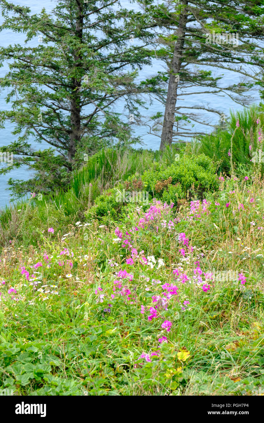 Oregon coast with flowers hi-res stock photography and images - Alamy