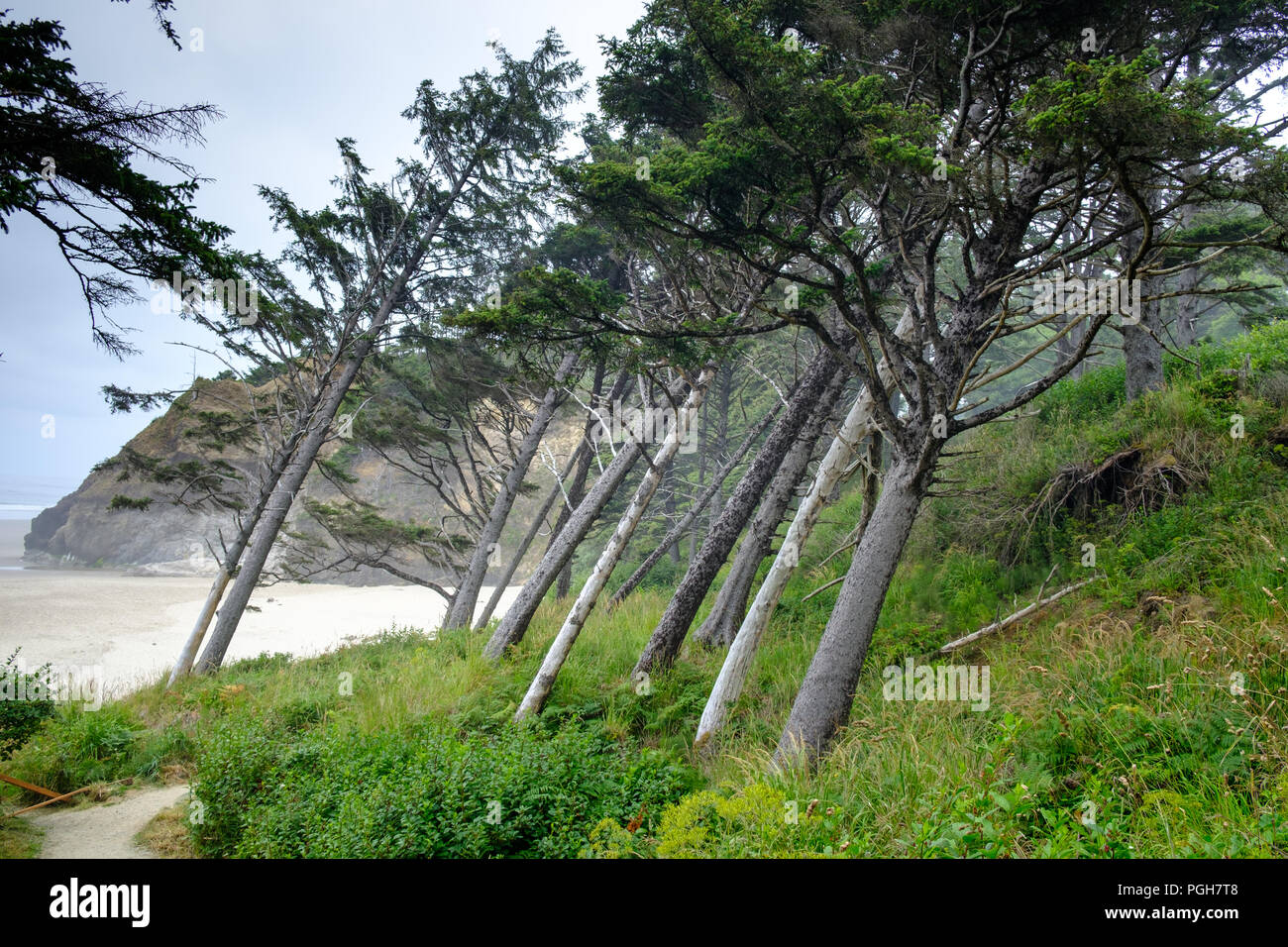 Windswept trees at Arcadia Beach State park, Oregon, USA Stock Photo ...