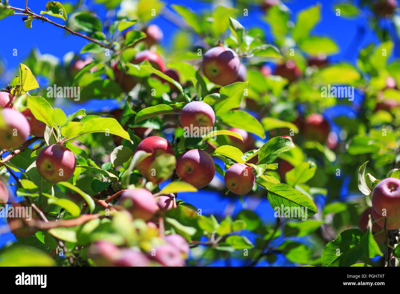 Awesome red organic apples hanging from a tree branch in an autumn ...
