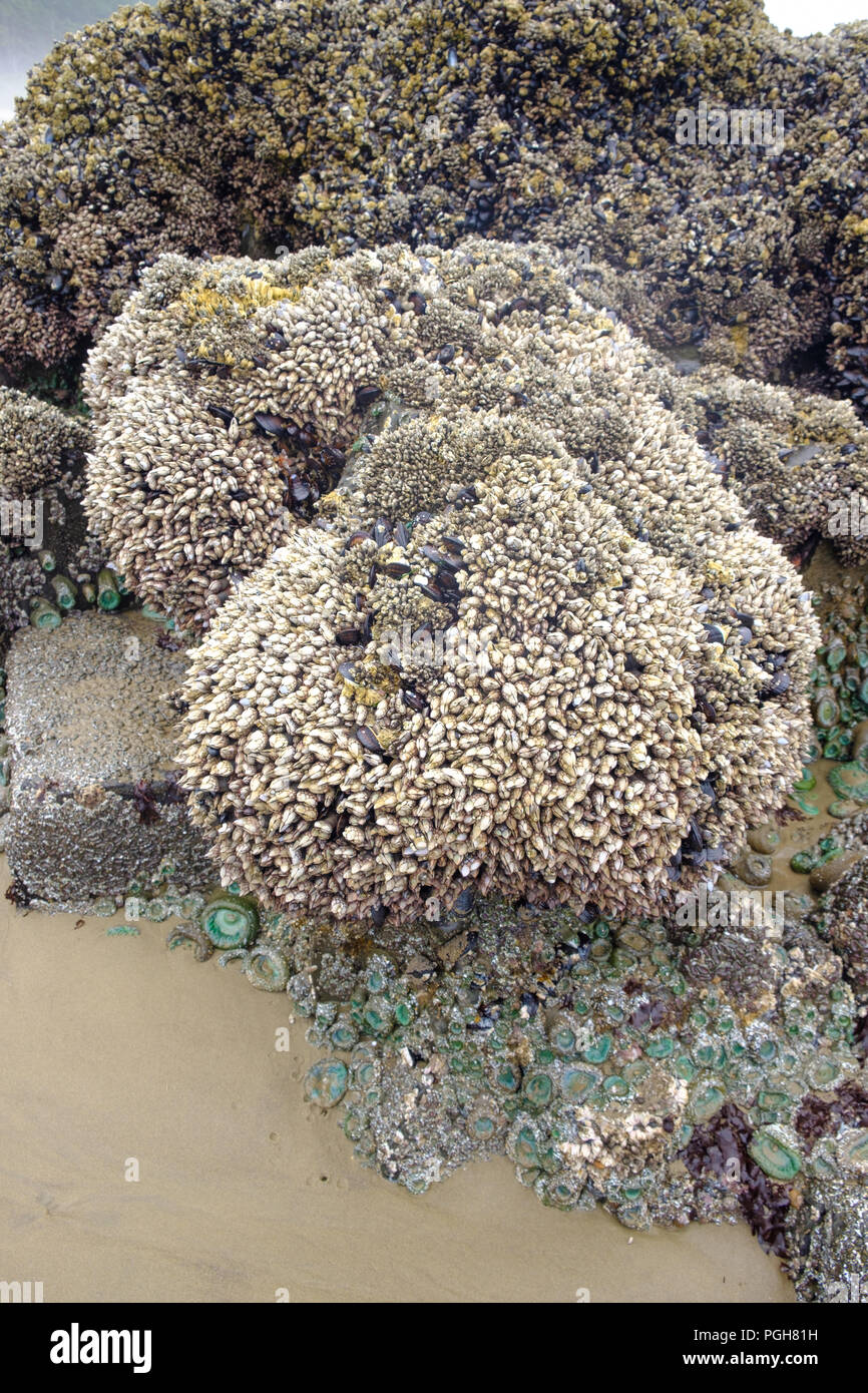 Barnacles beach hi-res stock photography and images - Alamy