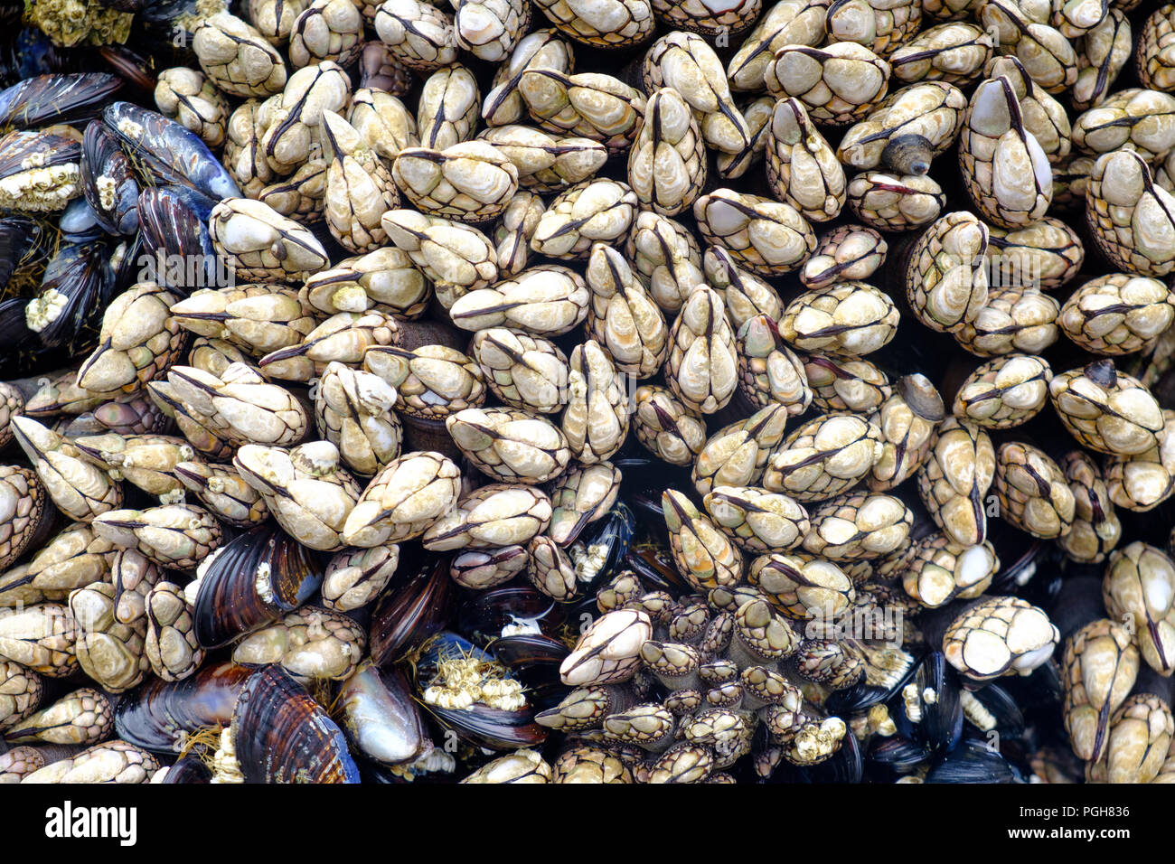 Goose barnacles water hi-res stock photography and images - Alamy