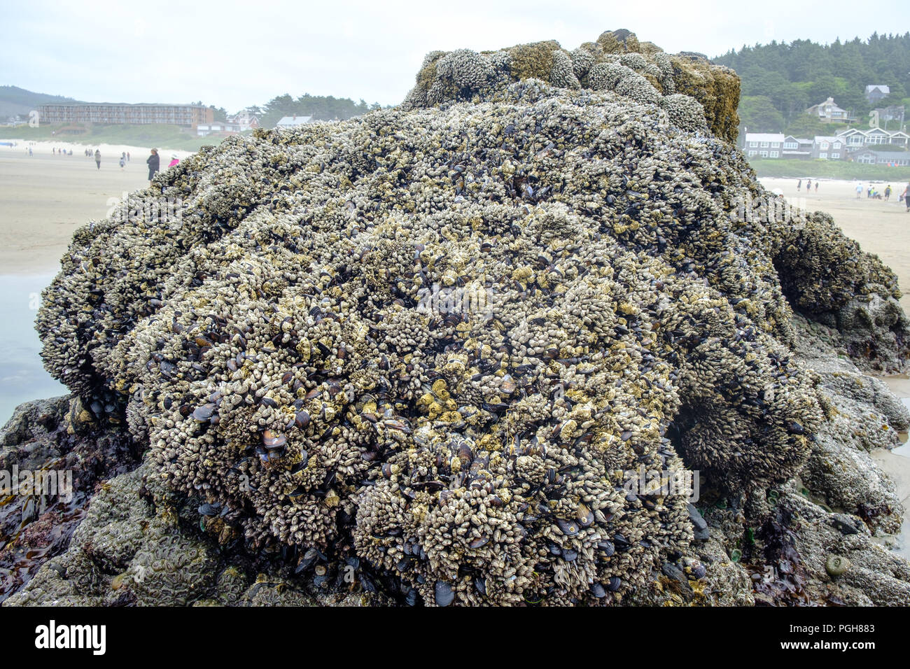 Barnacles beach hi-res stock photography and images - Alamy