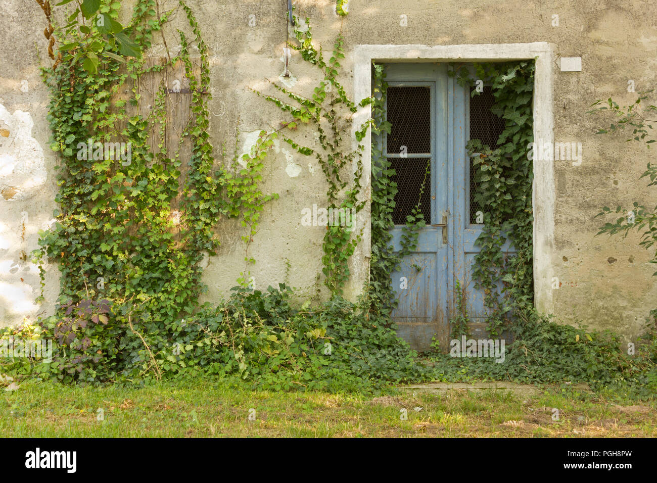 Facade of an abandoned country house invaded by ivy Stock Photo - Alamy