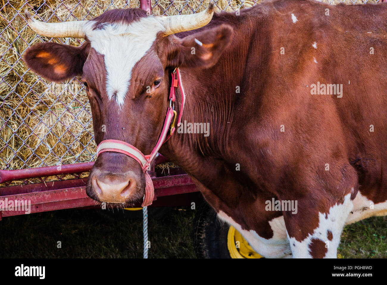 Brooklyn Fair Brooklyn, Connecticut, USA Stock Photo - Alamy