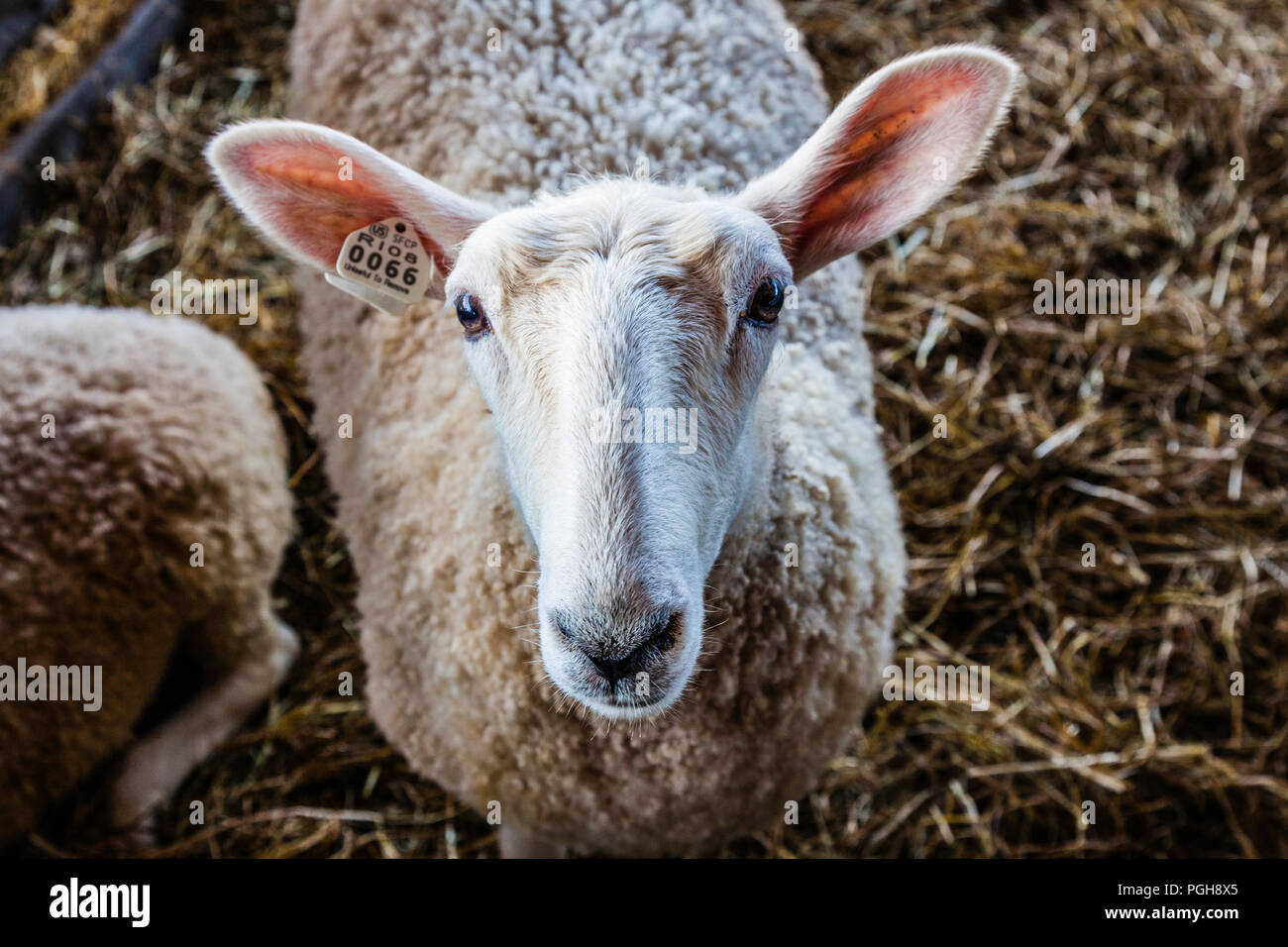 Brooklyn Fair Brooklyn, Connecticut, USA Stock Photo - Alamy