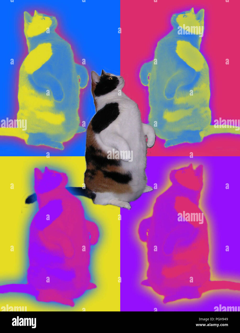 Colorful pop art. Fat cats Stock Photo - Alamy