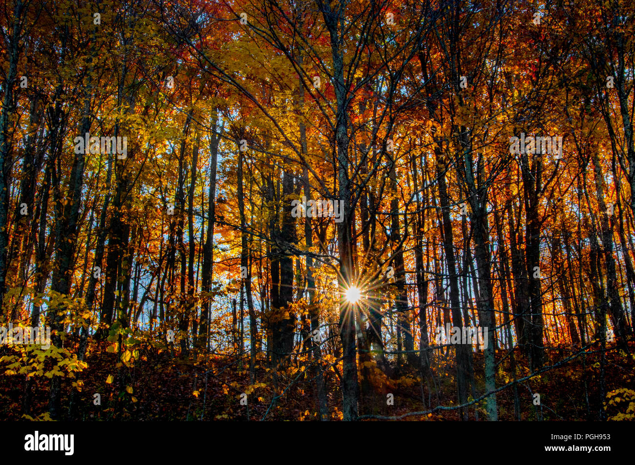 Sunrise starburst through fall foliage in the Great Smoky Mountains in ...