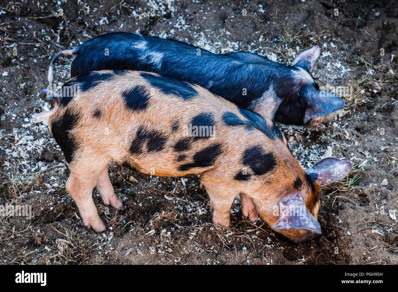 Brooklyn Fair Brooklyn, Connecticut, USA Stock Photo - Alamy