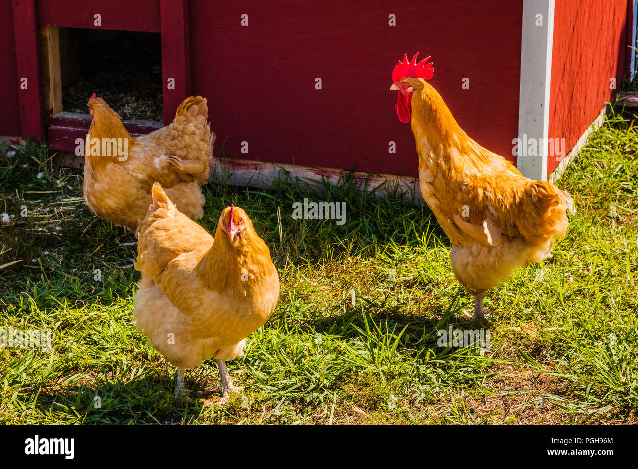 Brooklyn Fair Brooklyn, Connecticut, USA Stock Photo - Alamy