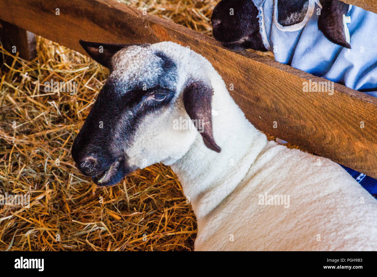 Brooklyn Fair Brooklyn, Connecticut, USA Stock Photo - Alamy