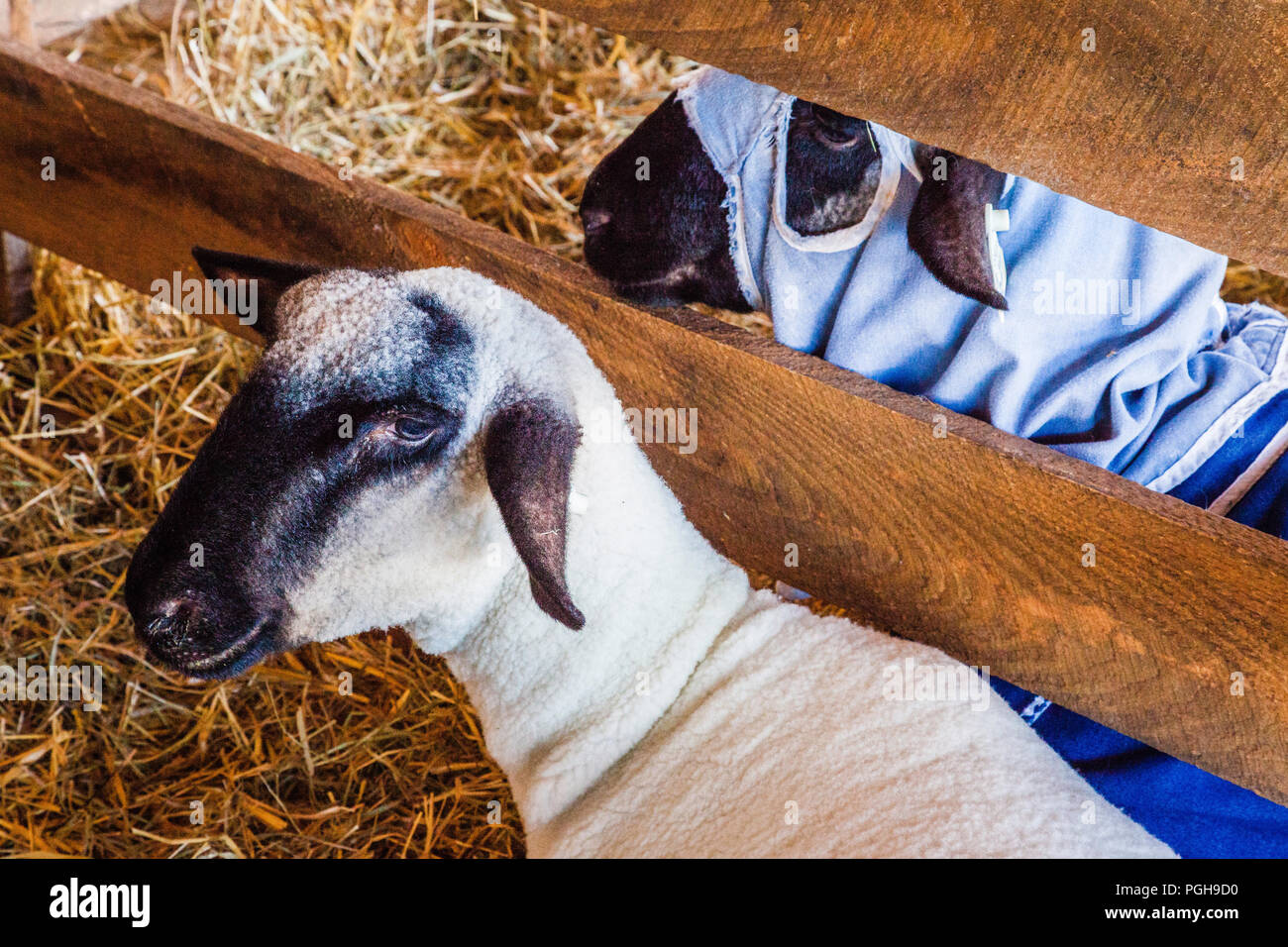 Brooklyn Fair Brooklyn, Connecticut, USA Stock Photo - Alamy