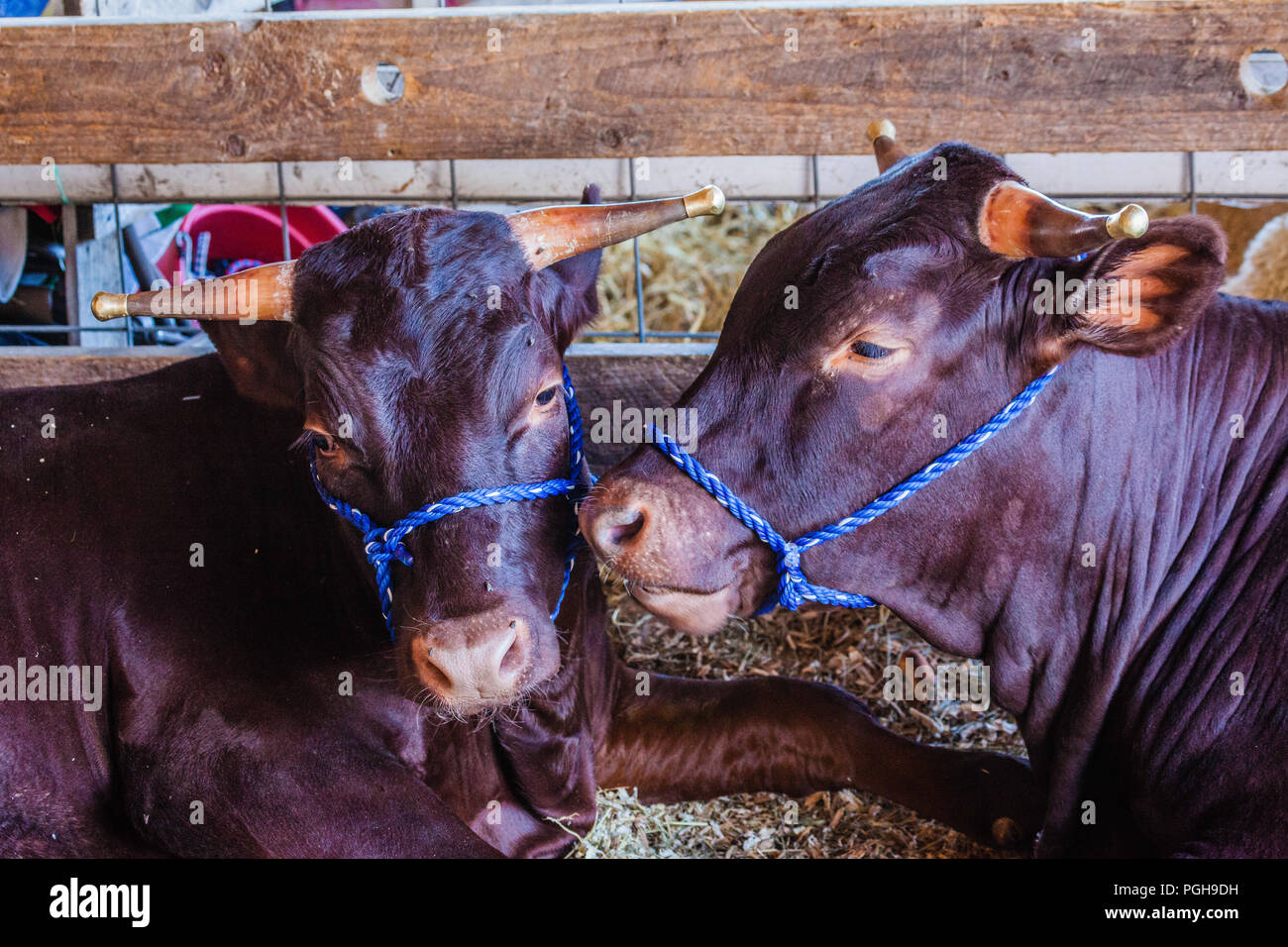 Brooklyn Fair Brooklyn, Connecticut, USA Stock Photo - Alamy