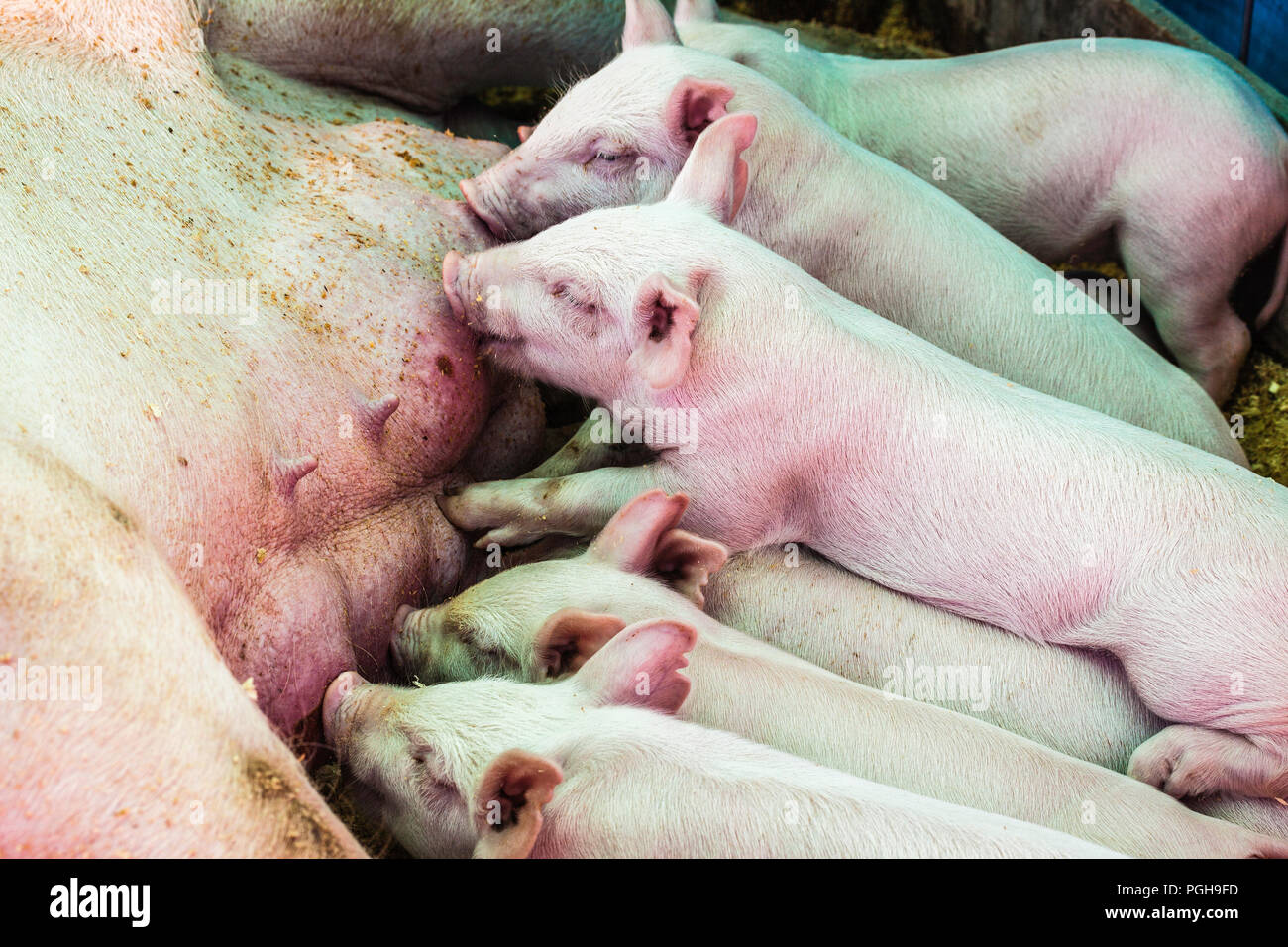 Brooklyn fair connecticut hi-res stock photography and images - Alamy