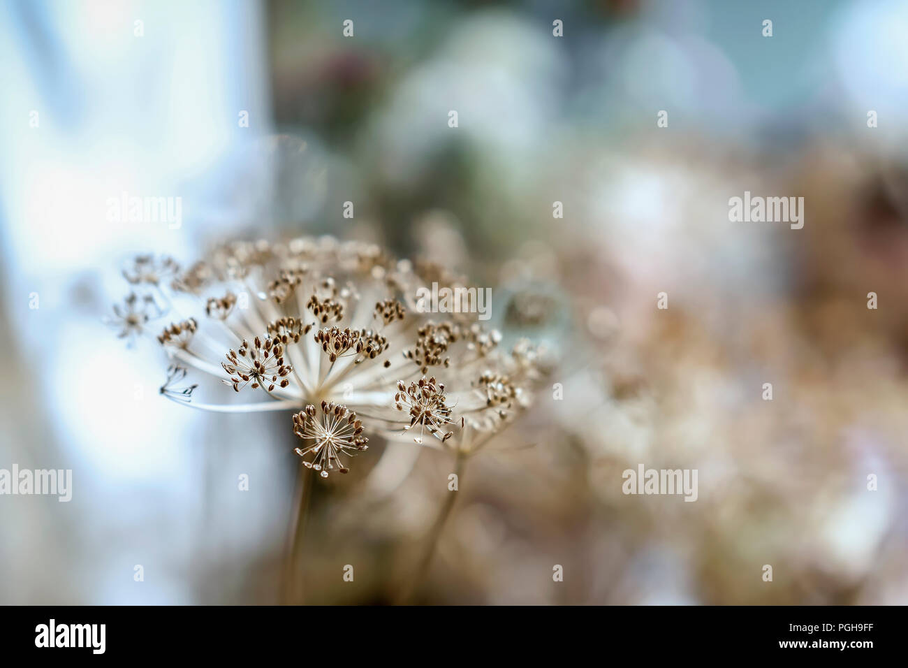 Decorative dry umbelliferous inflorescence, selective soft focus ...
