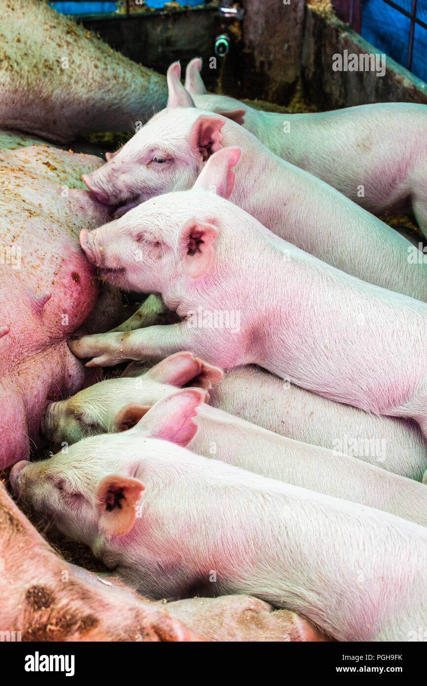 Brooklyn Fair Brooklyn, Connecticut, USA Stock Photo - Alamy