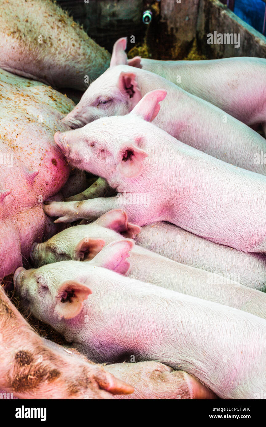 Brooklyn Fair Brooklyn, Connecticut, USA Stock Photo - Alamy