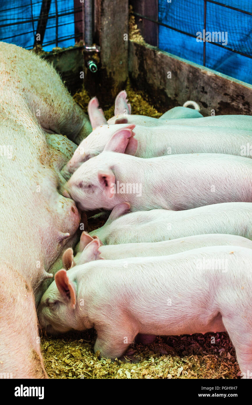 Brooklyn Fair Brooklyn, Connecticut, USA Stock Photo - Alamy